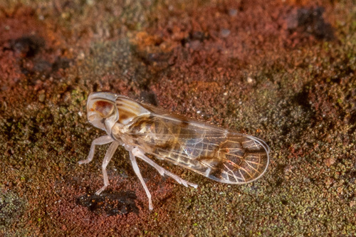 Haplaxius rubidus · iNaturalist