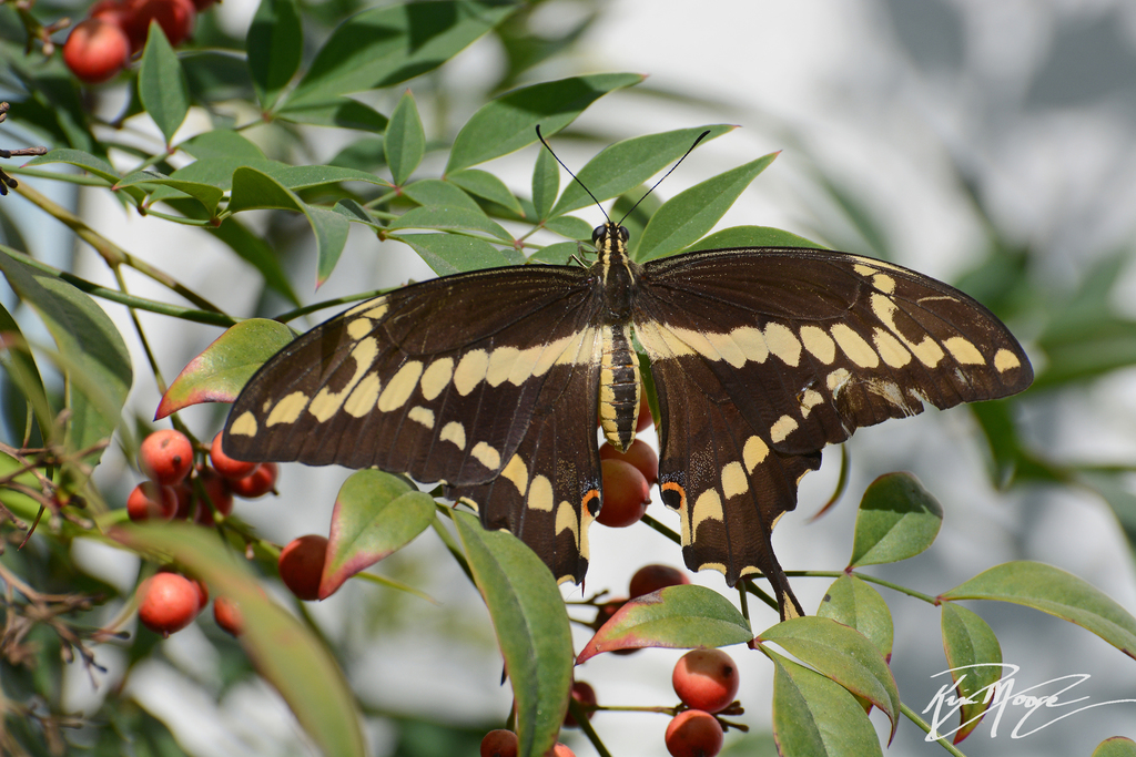 Western Giant Swallowtail (Butterflies of Long Beach, CA) · iNaturalist