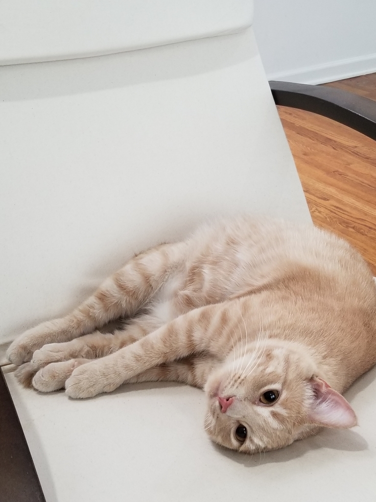 Domestic Cat in June 2018 by Jack Shotton · iNaturalist