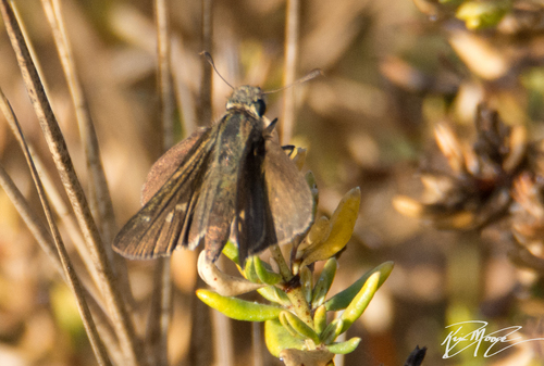 Wandering Skipper (Butterflies of Long Beach, CA) · iNaturalist