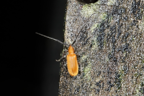 Genus Penthides · iNaturalist