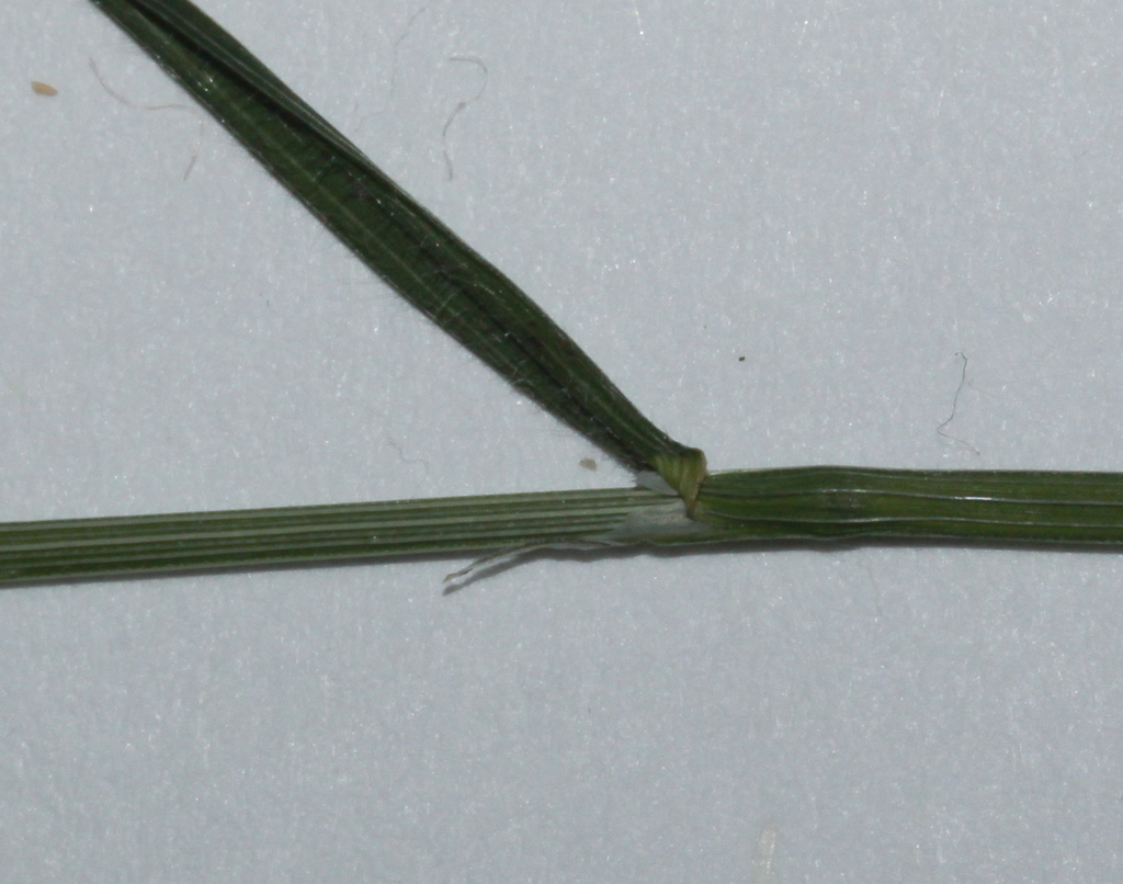 Wood Melick (Grasses of Berkshire, Buckinghamshire and Oxfordshire ...