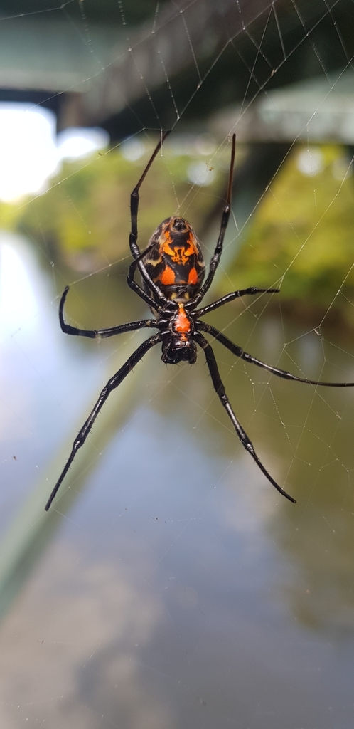 Asian Hermit Spider from Marudi, Sarawak, Malaysia on April 16, 2019 at ...