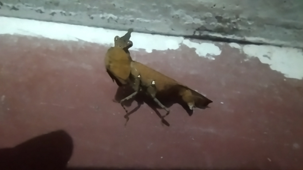 Hestiasula brunneriana from Konark Nagar 2nd Lane, Lochapada, Brahmapur ...