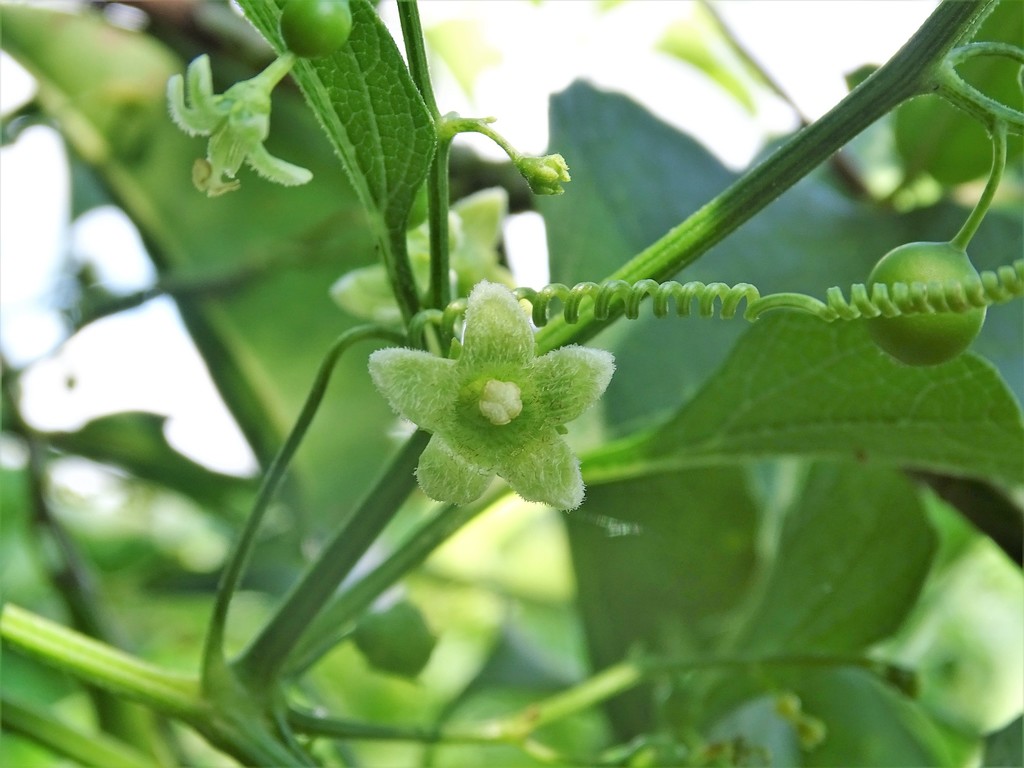 Cayaponia attenuata from Tropical Dry Forest protected by de E ...