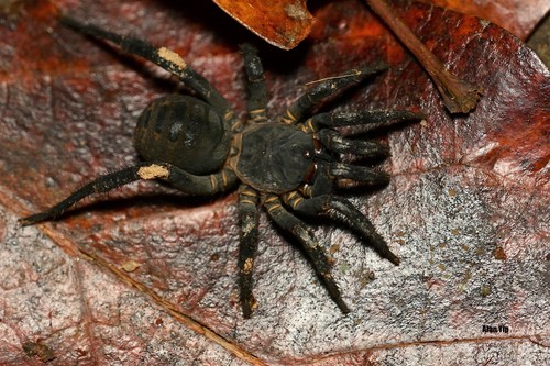 Primitive Spiders (Family Heptathelidae) · iNaturalist