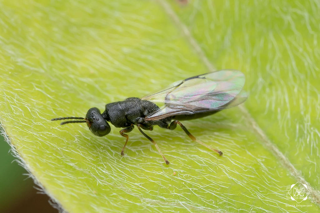 Eurytominae from 中国江苏省南京市江宁区 on May 2, 2022 at 11:27 AM by Winsten ...