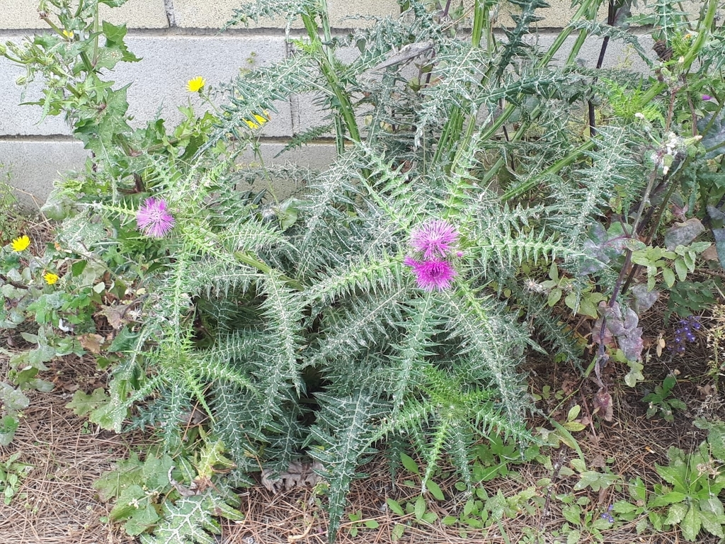 Boar Thistle from Milazzo by Diego Carocci · iNaturalist United Kingdom
