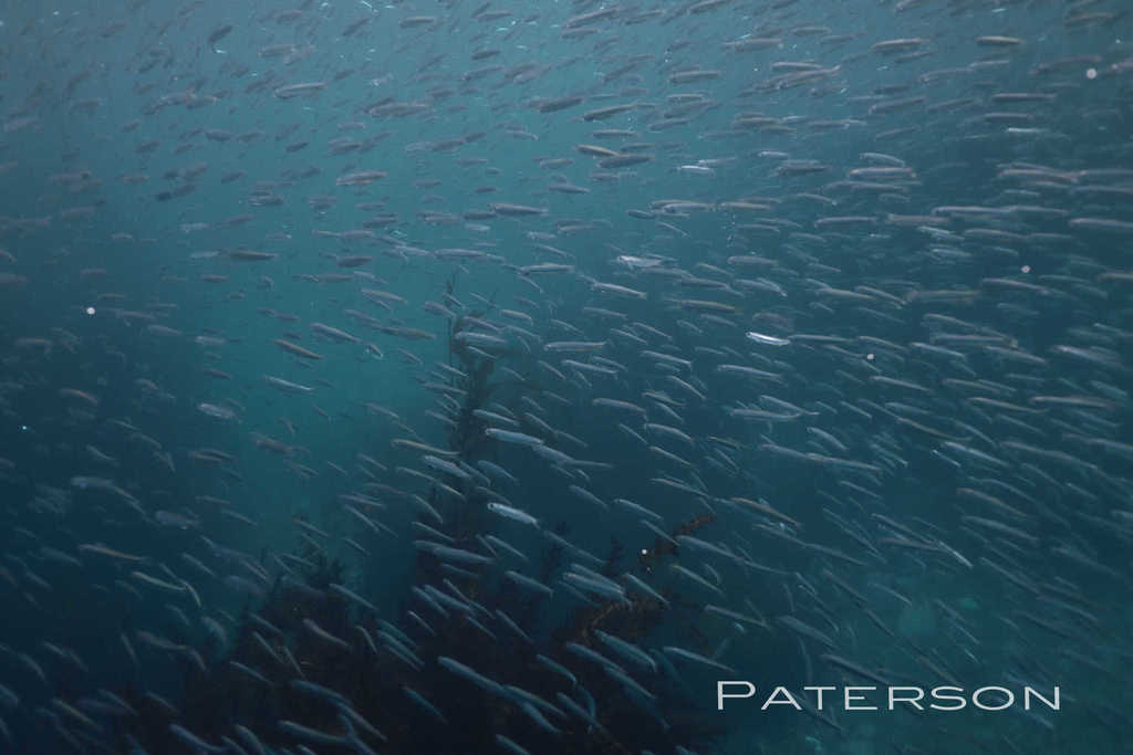 Australian Anchovy from Breaker bay on May 03, 2022 at 04:03 PM by ...