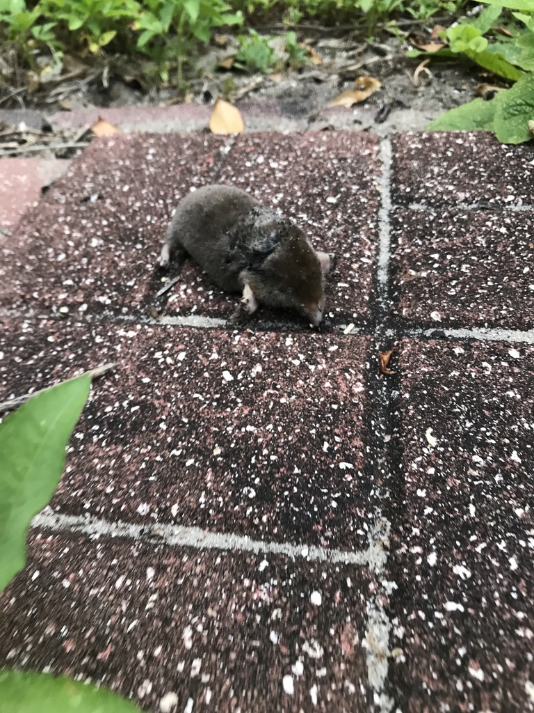 Eastern Mole from W Coral Way, Indialantic, FL, US on May 03, 2022 at ...
