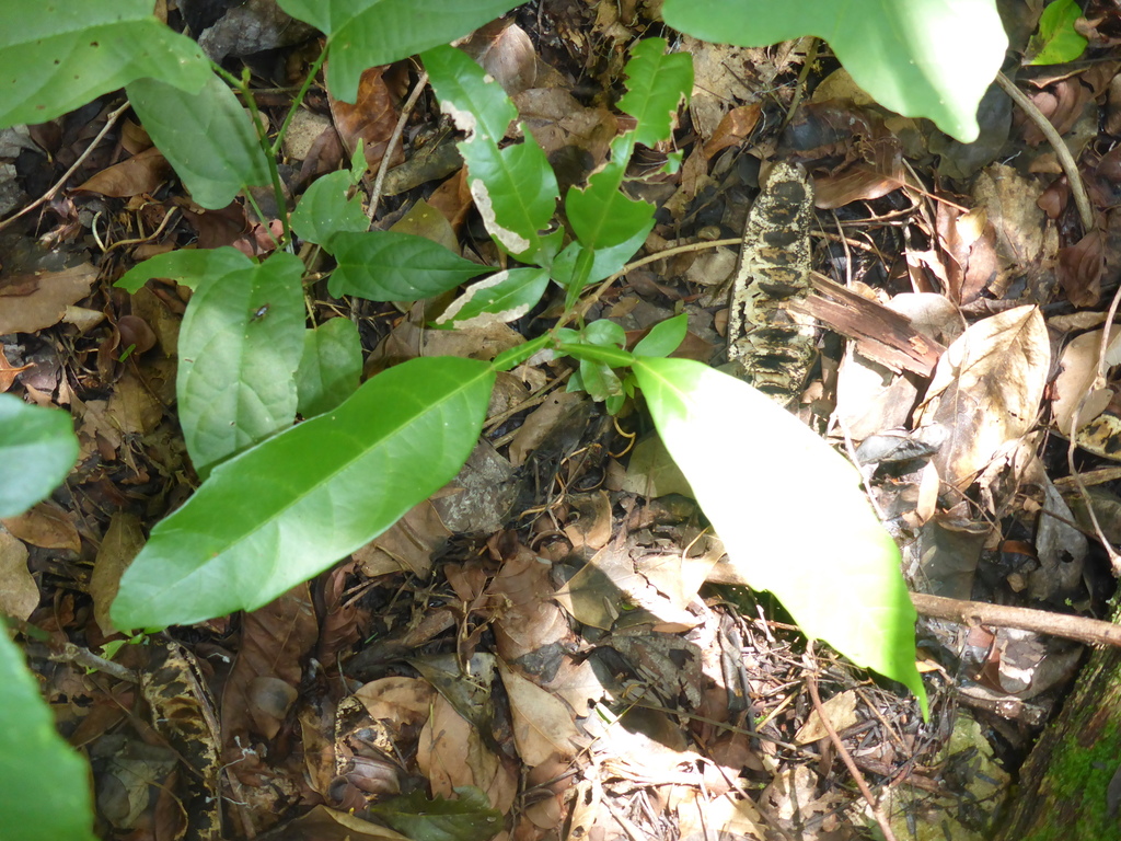 bread and cheese from Solidaridad, Quintana Roo, Mexico on May 29, 2018 ...