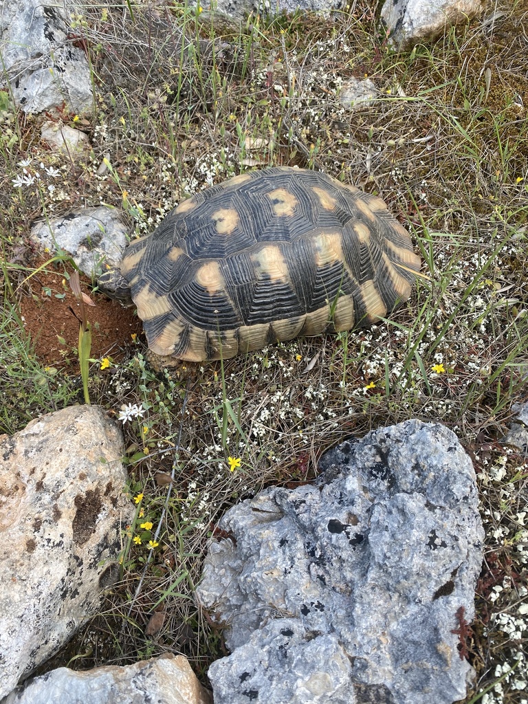 Marginated Tortoise in May 2022 by Konstantinos Barsakis · iNaturalist