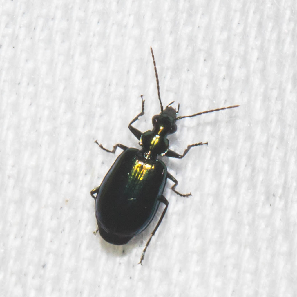 Flower Lebia Beetle from Howard, Maryland, United States on June 7 ...