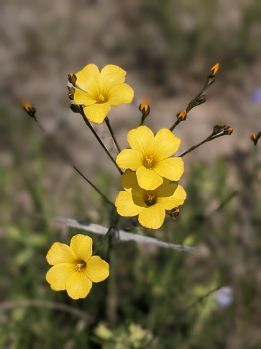 Lino (Linum rupestre)