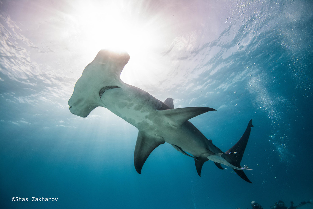 Great Hammerhead in February 2014 by Stas Zakharov · iNaturalist