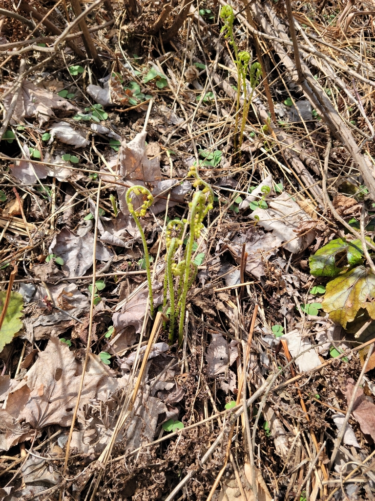 ferns from Centennial, Burlington, VT, USA on May 03, 2022 at 12:55 PM ...