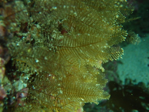 Sertularia unguiculata · iNaturalist