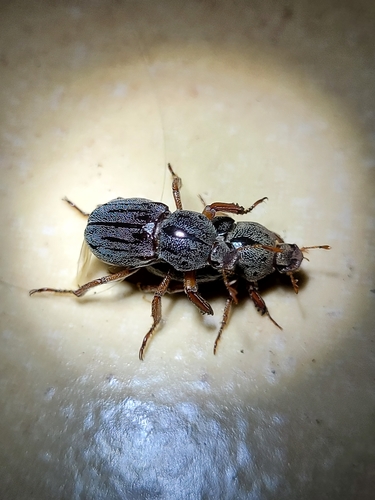 Faula mexicana · iNaturalist