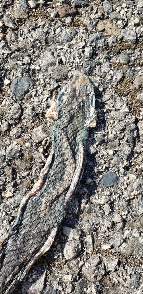 Western Montpellier Snake from 8300, Portugal on May 3, 2022 at 04:45 ...