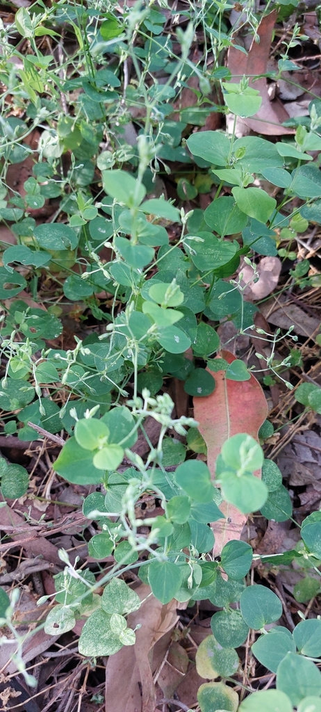 whitesnow from Warner QLD 4500, Australia on May 4, 2022 at 07:24 AM by ...