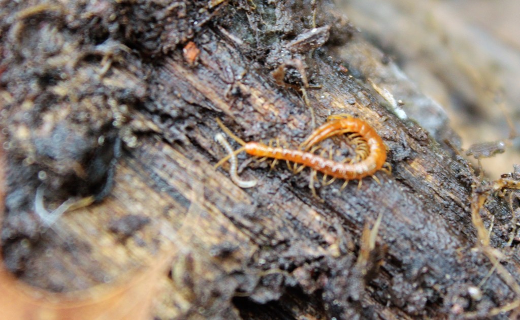 Common Cryptops from Clarion County, PA, USA on April 22, 2022 at 01:47 ...
