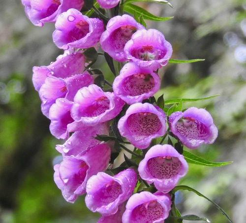 Observations by shaymas_macamus · iNaturalist