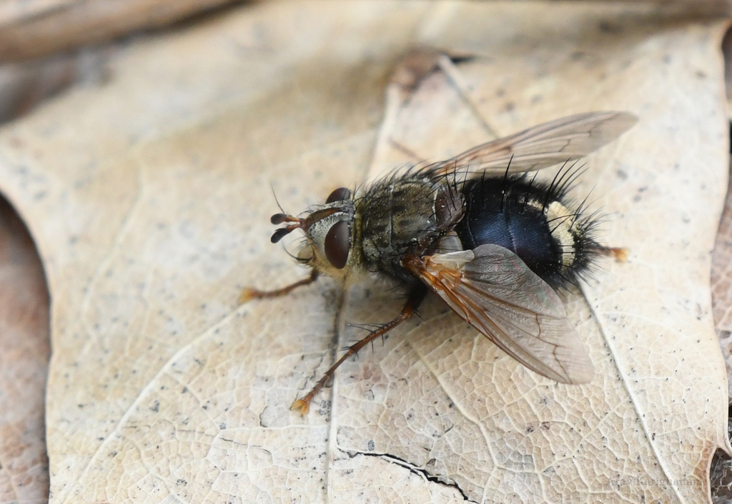 Early Tachinid Fly from Dunback Meadow, Lexington, MA, USA on May 02 ...