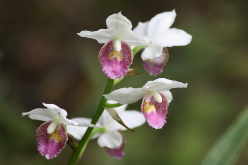 Gastrorchis pulchra · iNaturalist