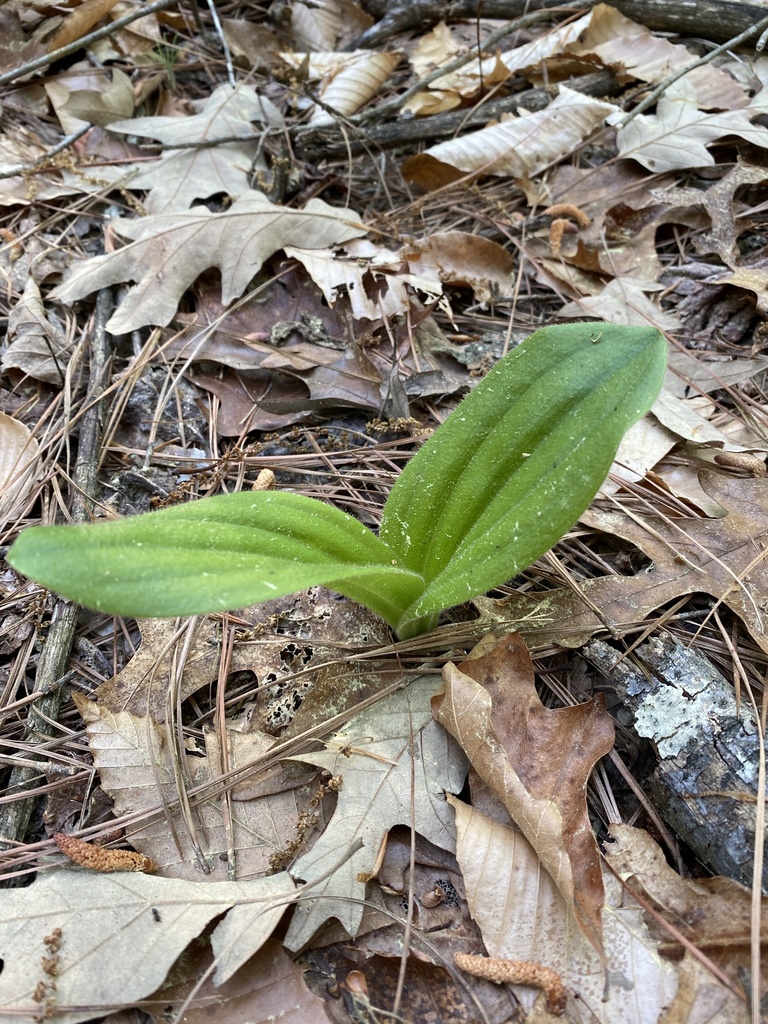 pink lady's slipper from Seth Demonstration State Forest, Easton, MD ...