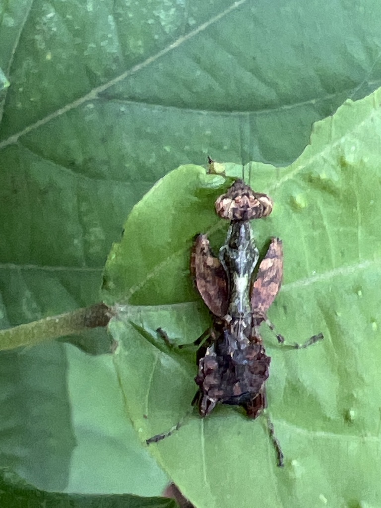 Japanese Boxer Mantis from Kaohsiung, TW-KH, TW on May 4, 2022 at 08:53 ...