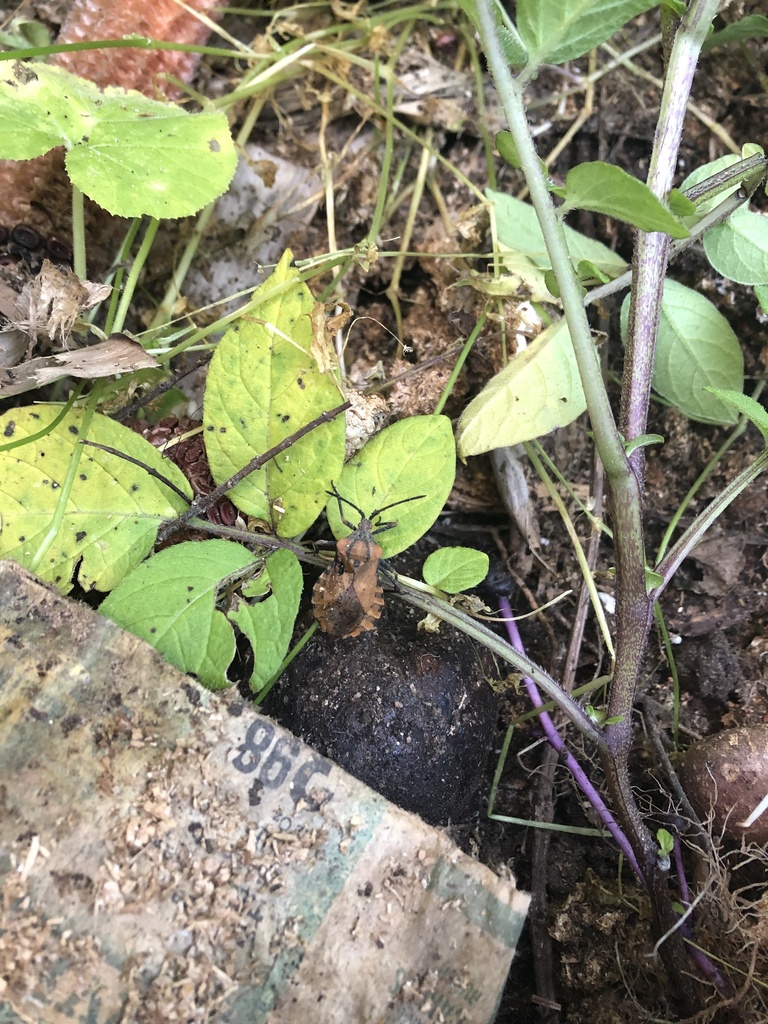 Spartocera fusca from Conaway St, Daphne, AL, US on May 3, 2022 at 07: ...