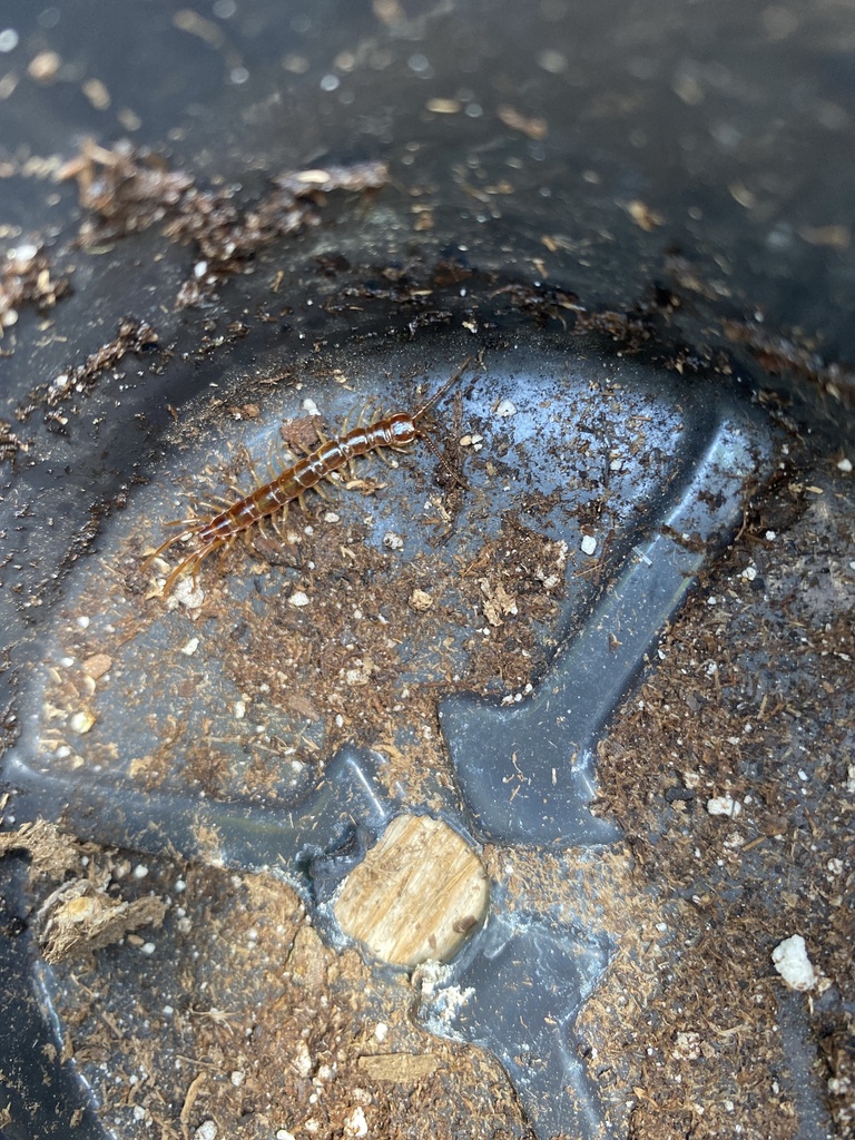 Stone Centipedes from E Washington Ave, Madison, WI, US on April 11 ...