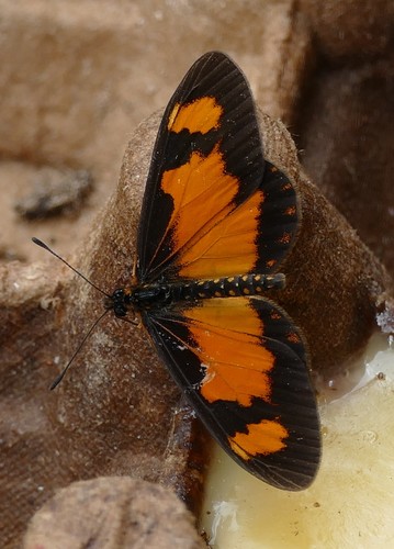 Falls Acraea (Acraea acerata) · iNaturalist