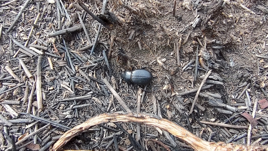 Pinacates desde 13116 CDMX, México el 03 de mayo de 2022 a las 11:14 AM ...