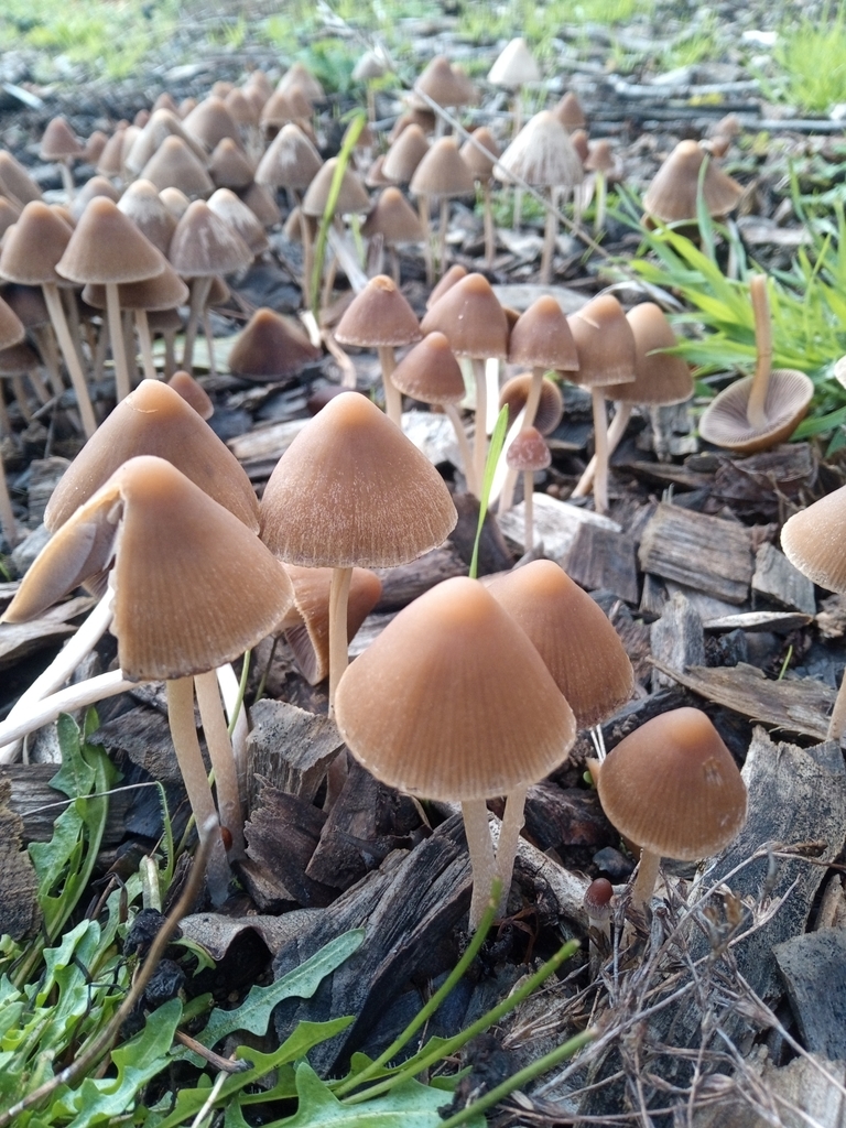 red edge brittlestem from Norwood TAS 7250, Australia on May 4, 2022 at ...