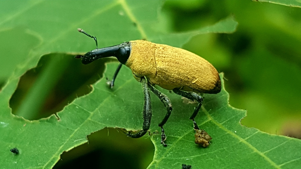 Sternuchopsis praeustus from Unnamed Road, Kabupaten Raja Ampat, Papua ...