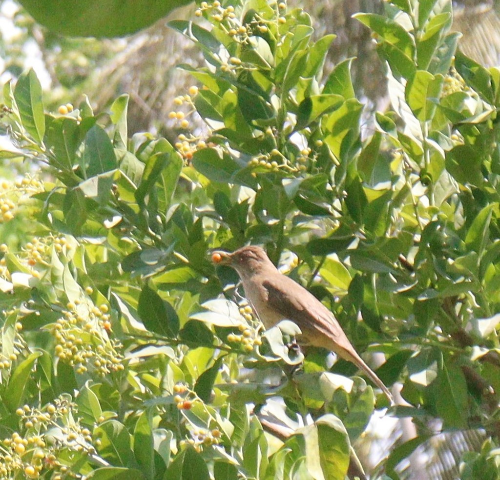 Clay-colored Thrush from Laguna Real, Veracruz, Ver., México on April ...