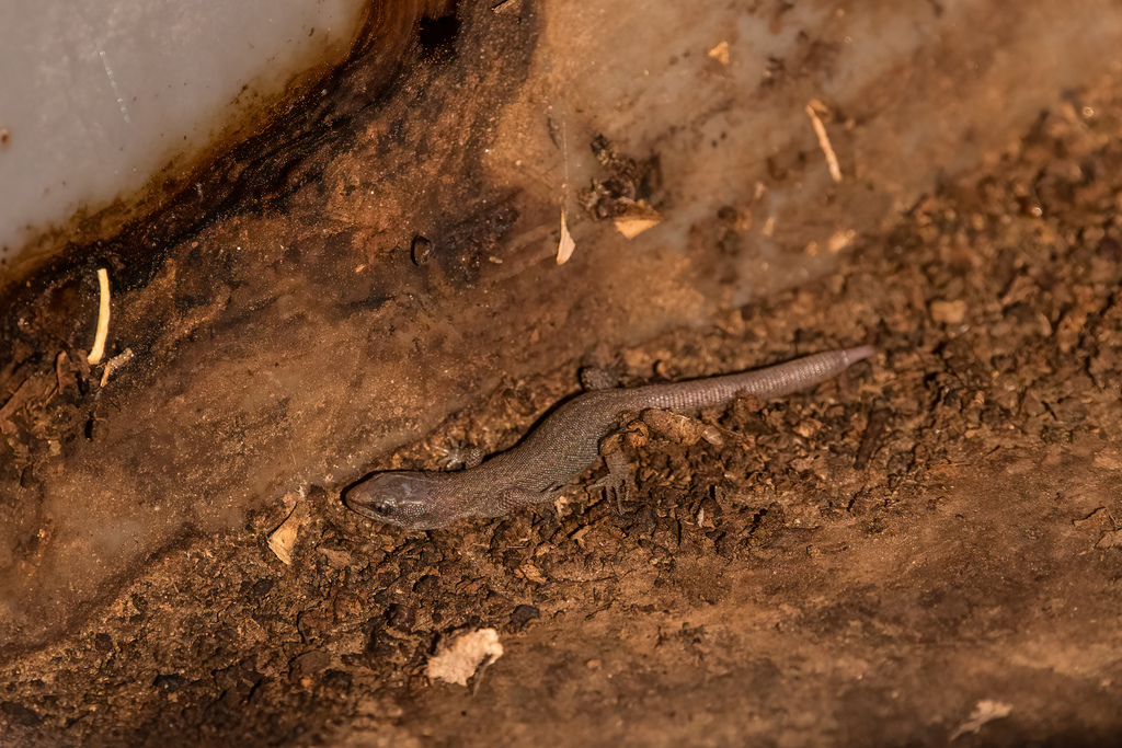 Desert Night Lizard from Washington County, UT, USA on May 1, 2022 at ...