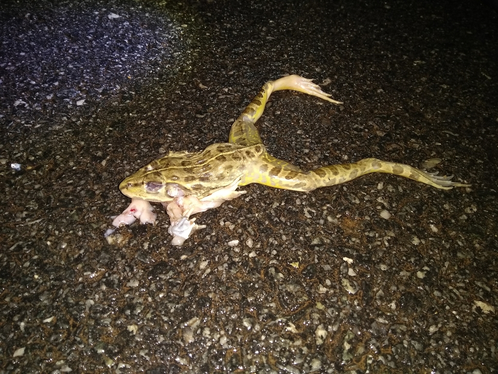 Indus Valley Bullfrog from Nizamabad - Mancherial - Jagdalpur Rd ...