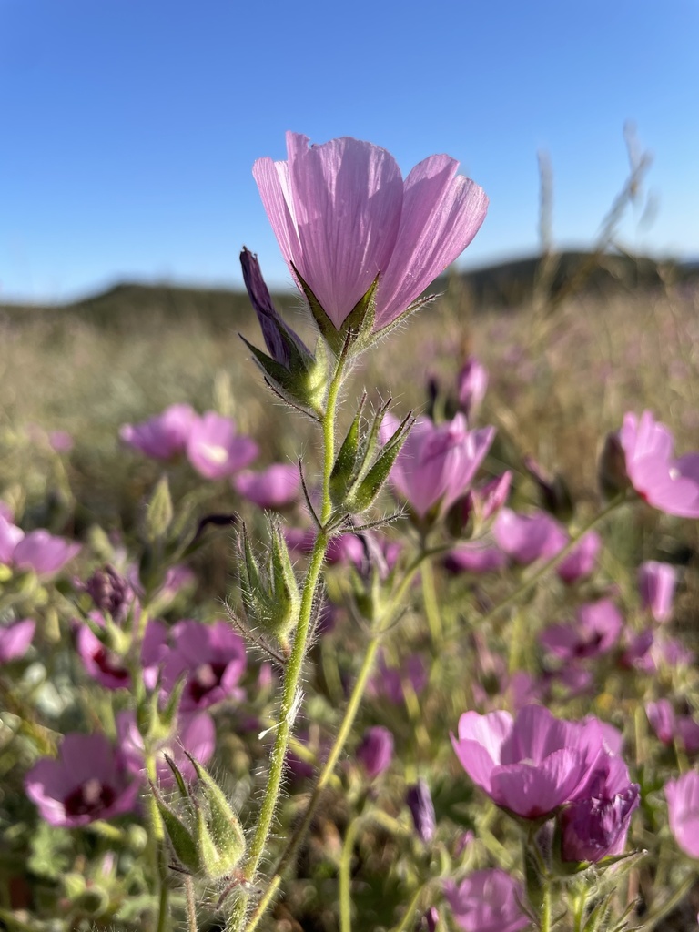 Keck's Checkerbloom in May 2022 by aigner · iNaturalist
