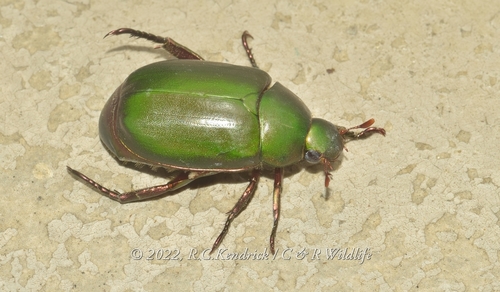 Anomala rubripes · iNaturalist