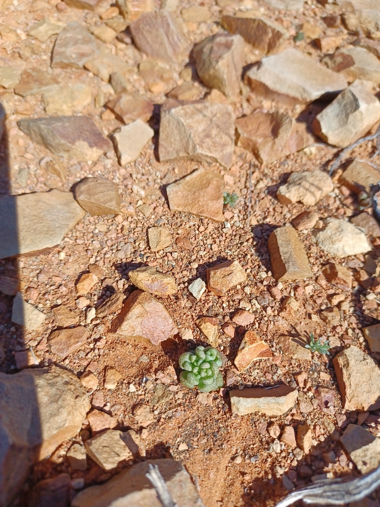 Coral Stonecrop from Ubuntu Local Municipality, South Africa on May 1 ...