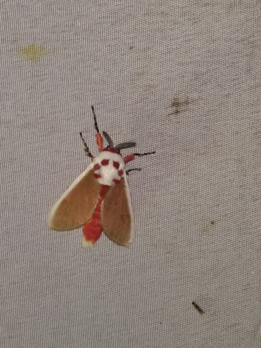 Trosia semirufa · iNaturalist