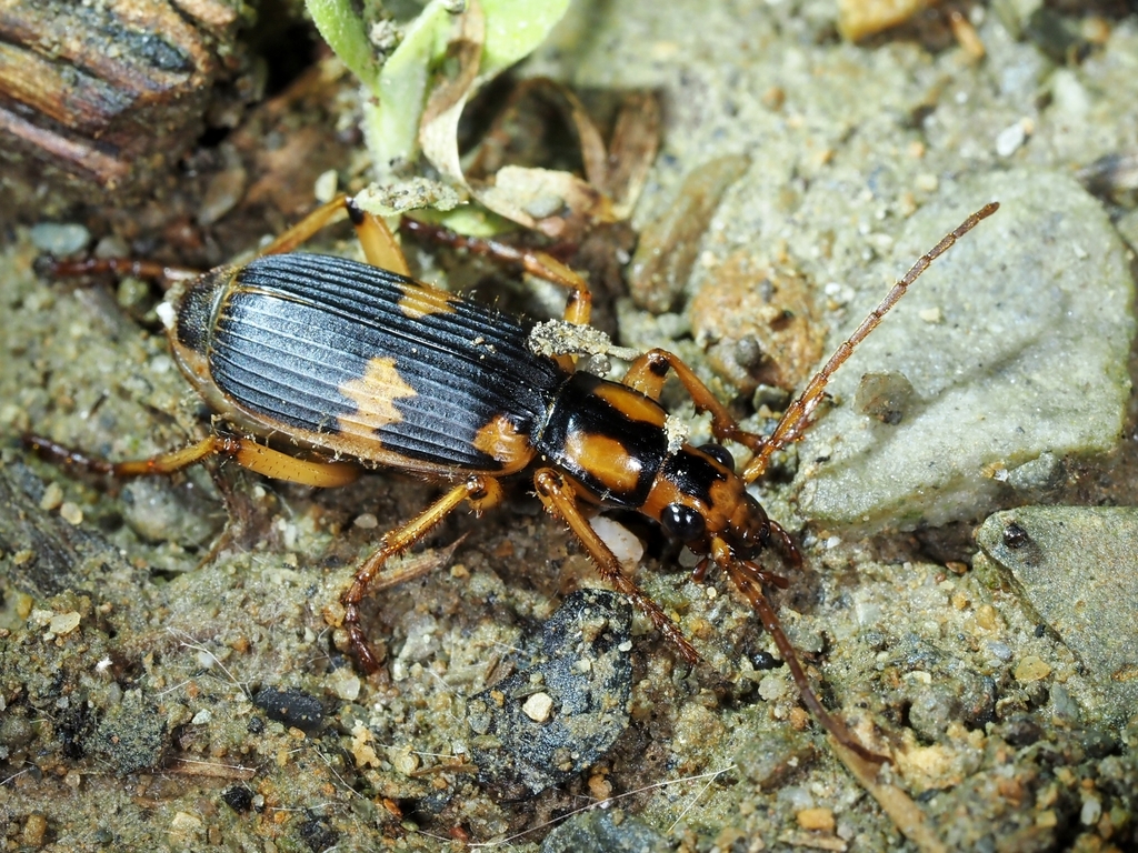 Pheropsophus javanus from 500台灣彰化縣彰化市石牌里 on May 03, 2022 at 08:20 PM by ...