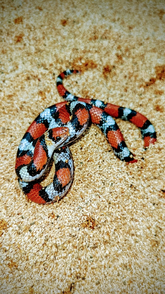 Gimkit - live learning game show