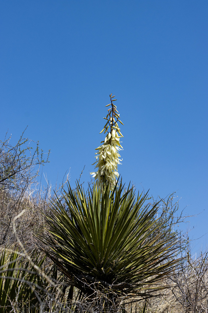 Arizona Yucca from Coronado National Forest, Tubac, AZ, US on April 23 ...