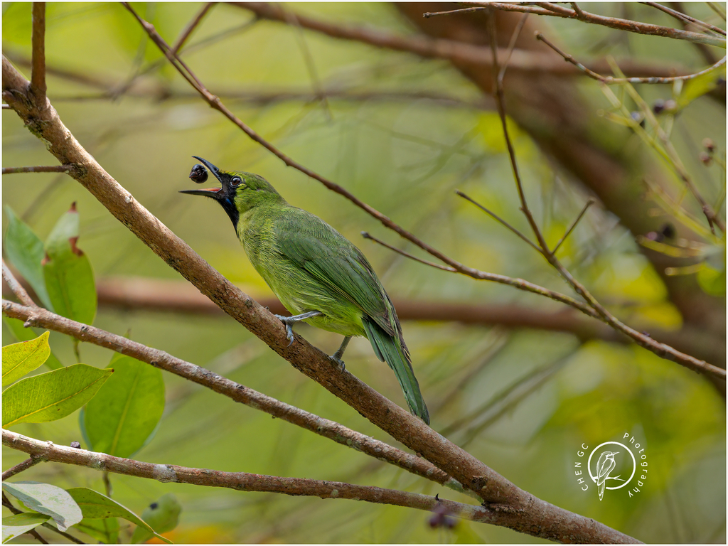 Lesser Green Leafbird in April 2022 by Chen Gim Choon · iNaturalist