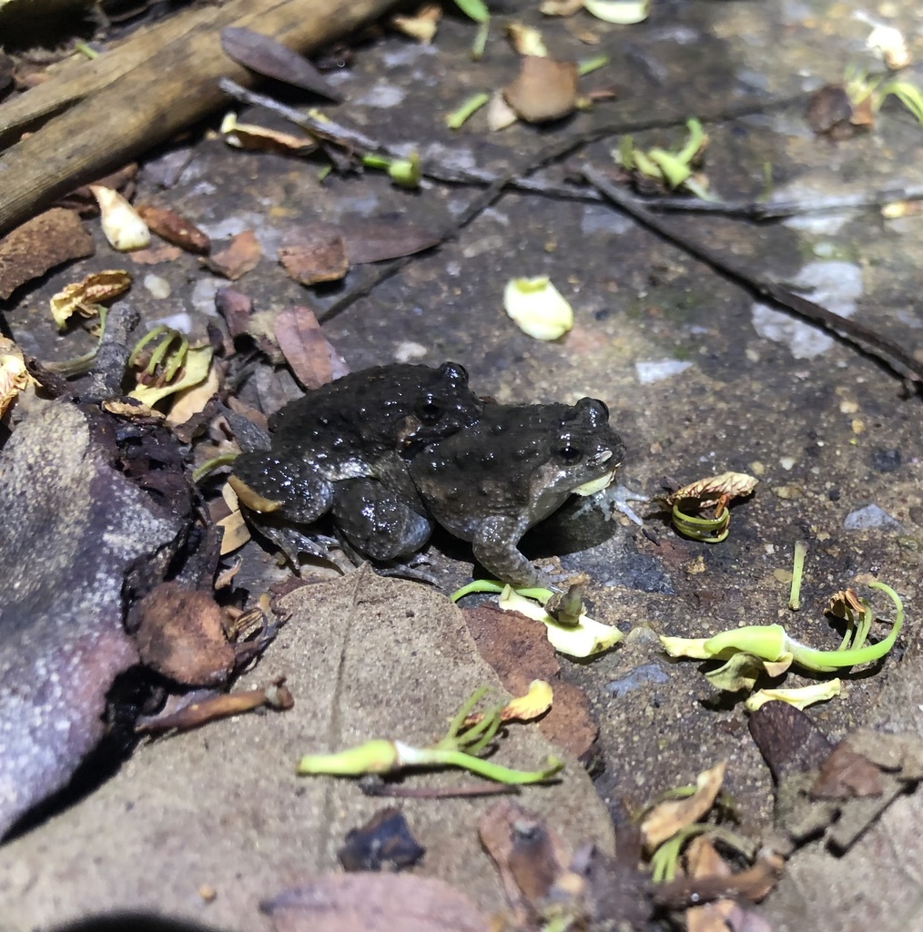 Round-tongued Floating Frog from Koeng, Mueang Maha Sarakham, Maha ...