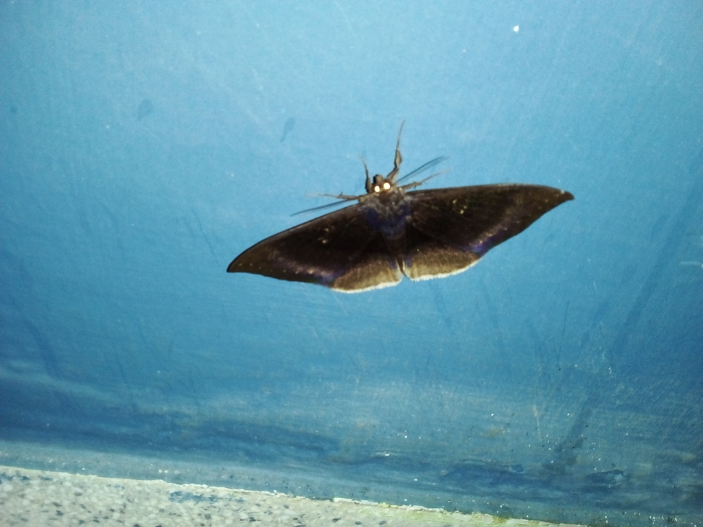 Lygniodes from Moozhiyar, Pathanamthitta, Kerala, India on April 30 ...