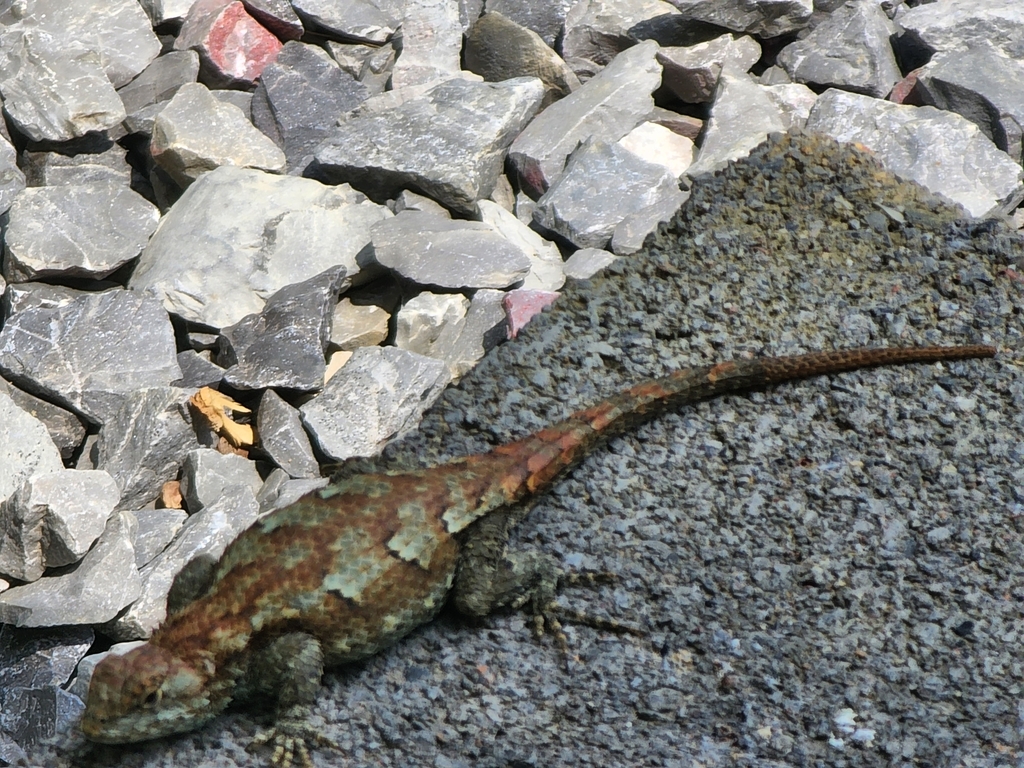 Eastern Fence Lizard from Pigeon Forge, TN 37876, USA on May 04, 2022 ...